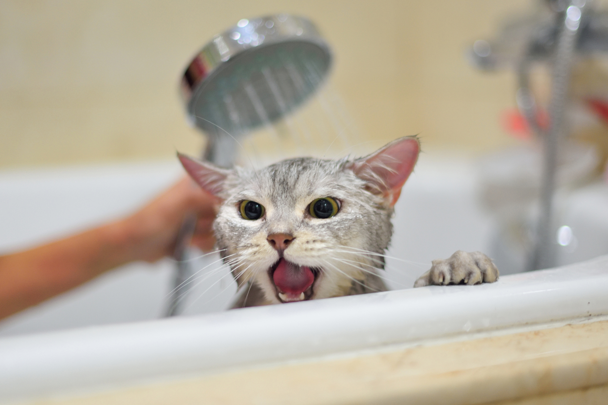 Como Dar Banho em Gato: Confira o Guia Completo | mybest